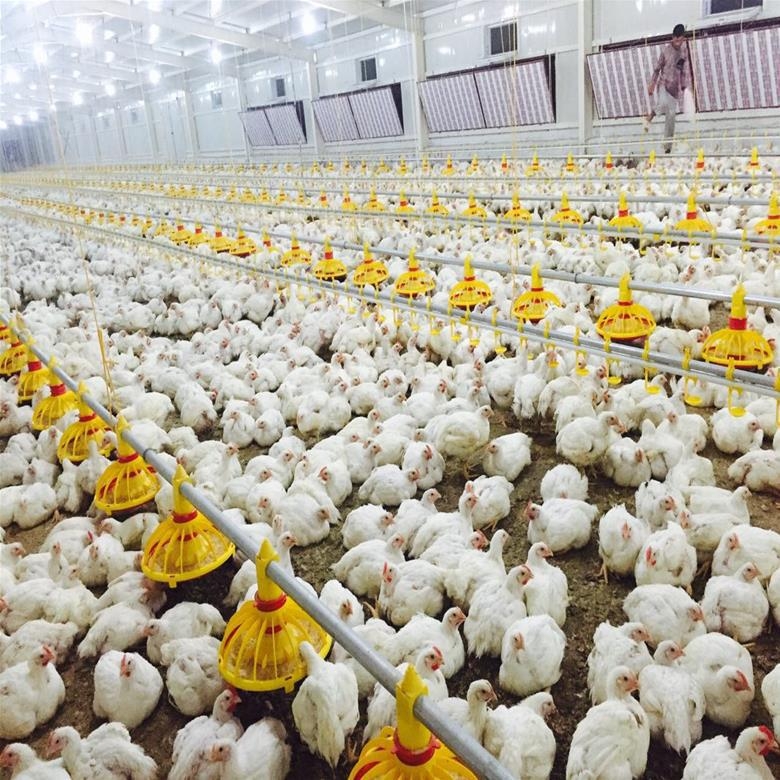 Broiler Ground System