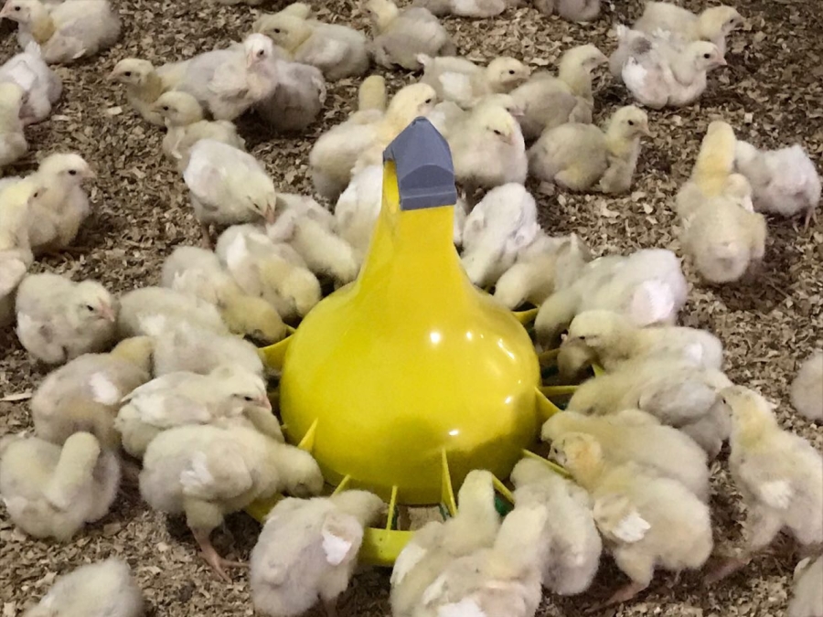 Broiler Ground System